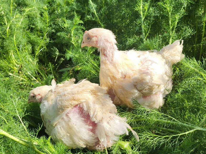 Бройлер росс 308