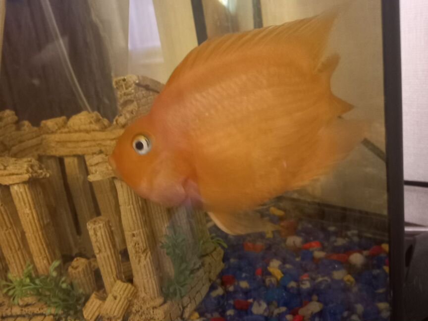 Рыбка попугай