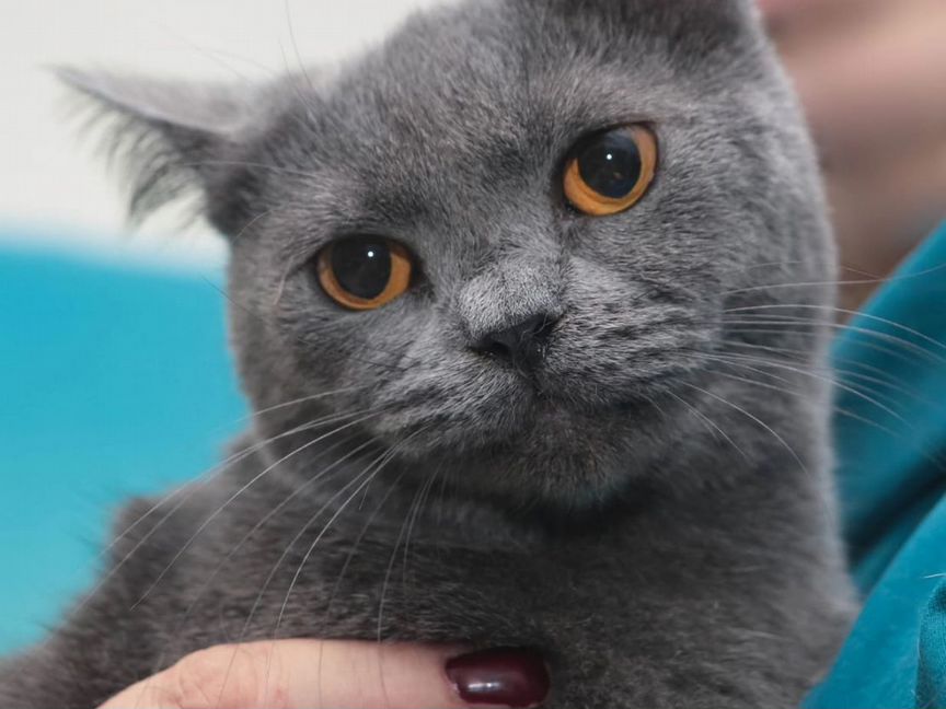 Котик ищет себе Дом и Семью