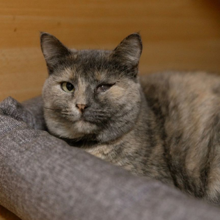 Очаровательная кошечка ждет семью