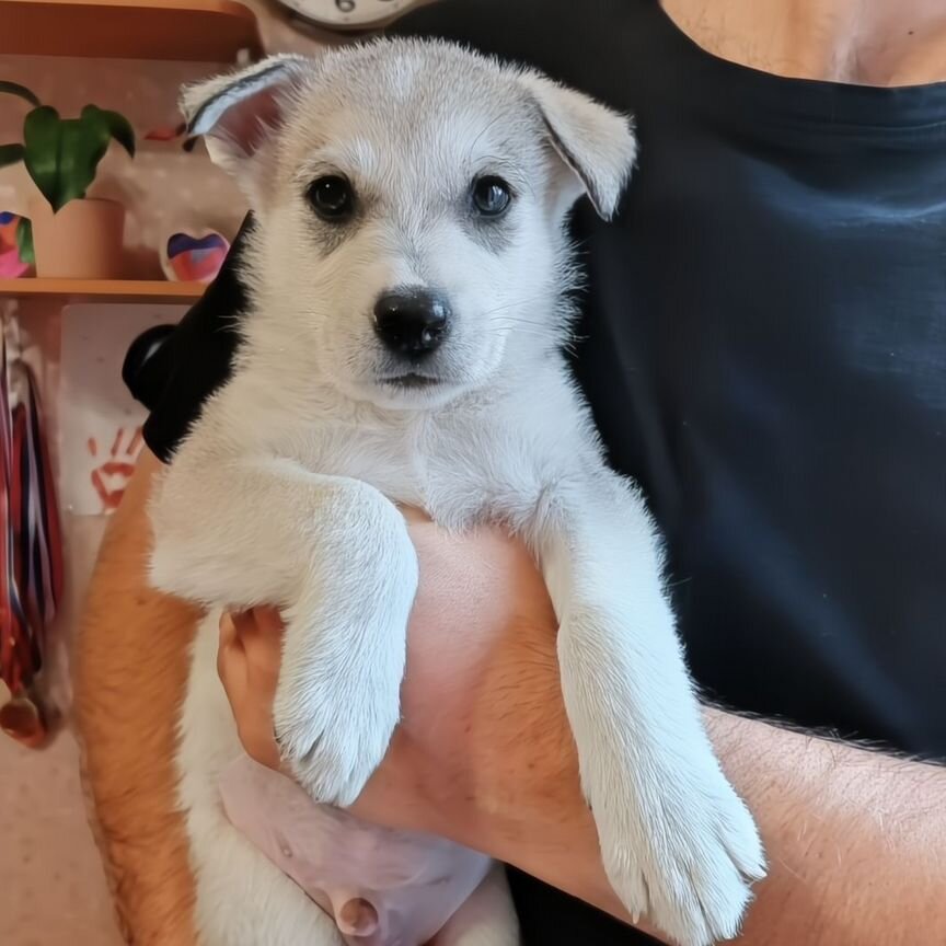 Щенок в добрые руки