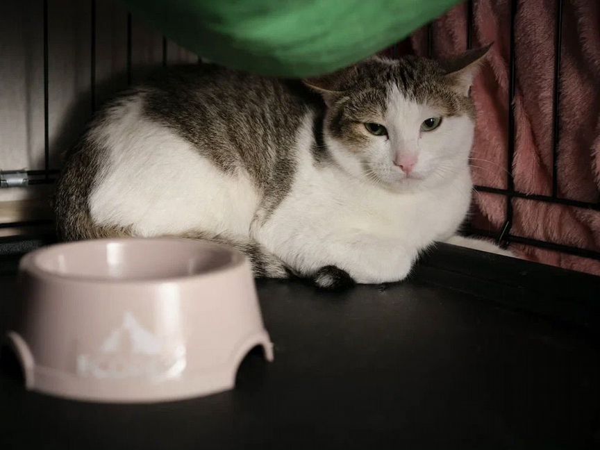 Котяра Дикарь в добрые понимающие руки