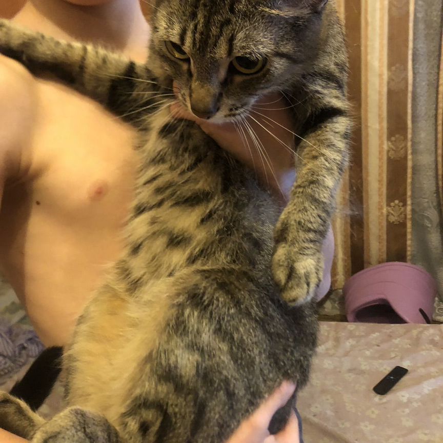 Кошки