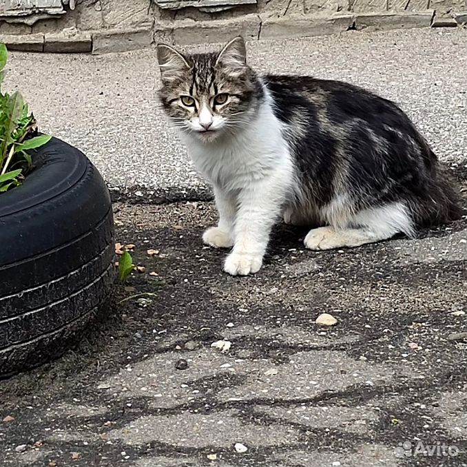 Необыкновенно красивый кот ищет дом