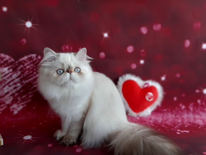 Персидские котята