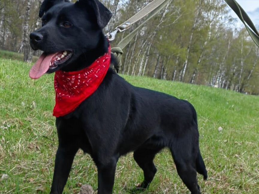 Малыш Бобик из приюта