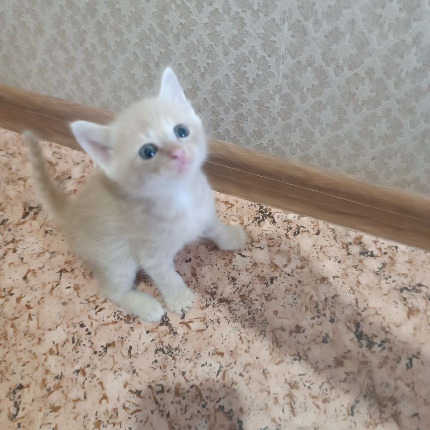 Котят в добрые руки