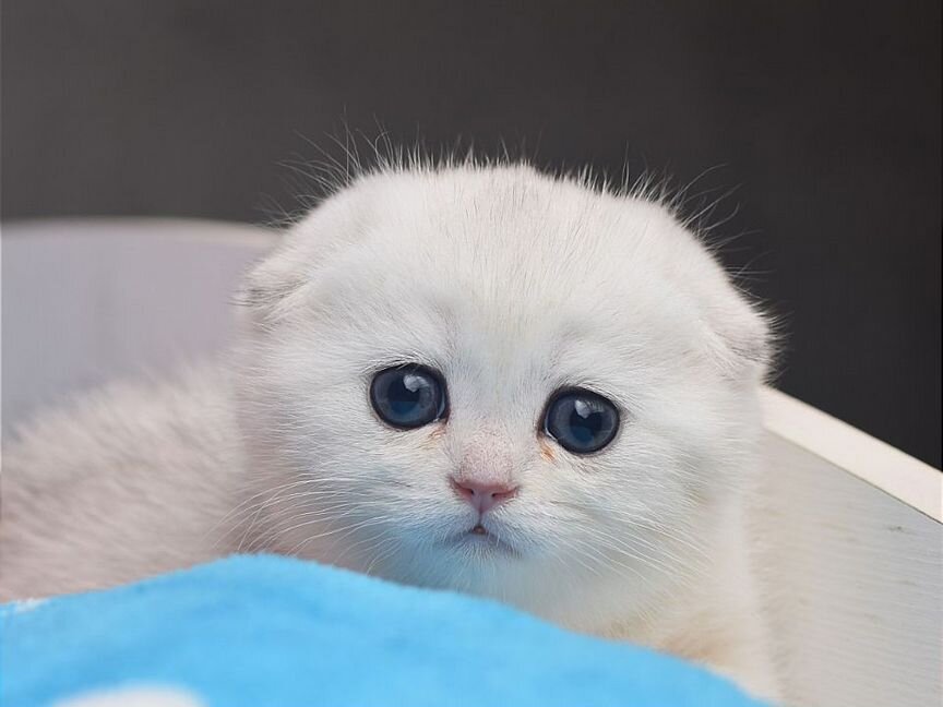 Шотландские вислоухие котята