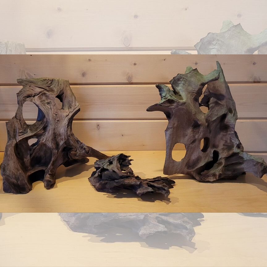 Коряга мангровая