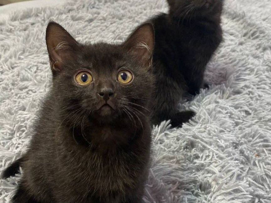 Котята
