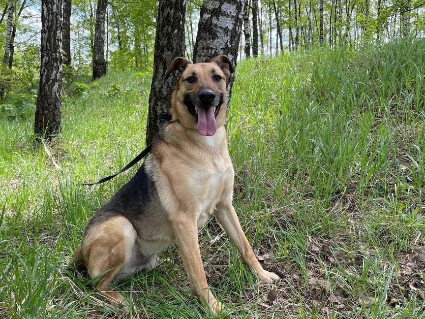 Арчи собака в добрые руки