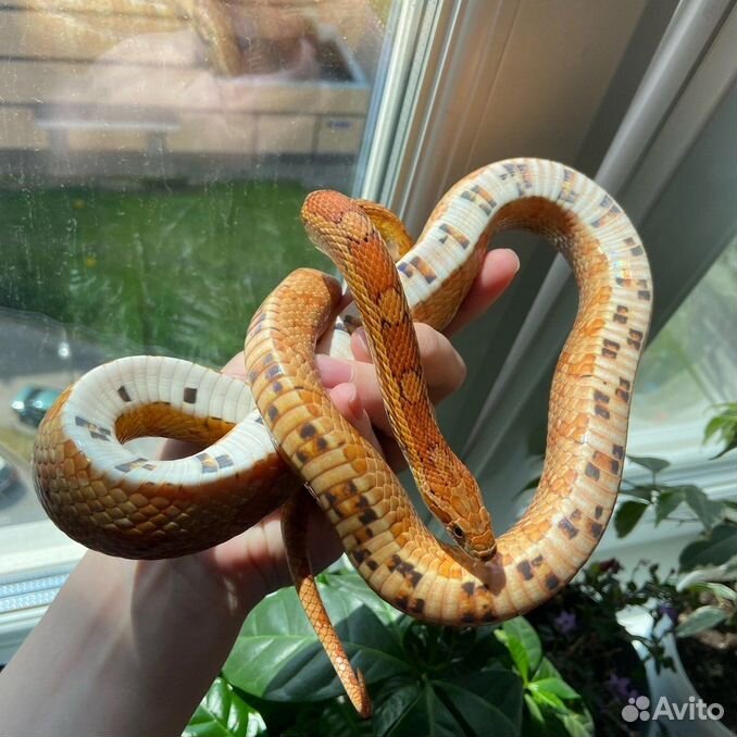 Взрлслая пара маисовых полозов