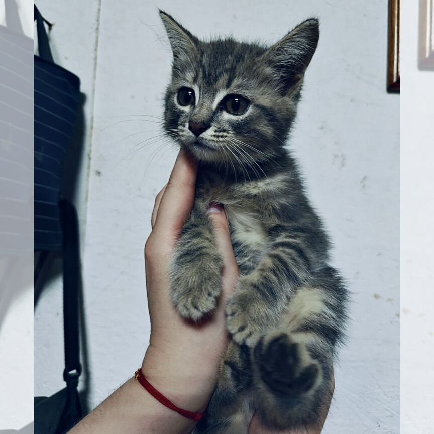 Котенок в добрые руки