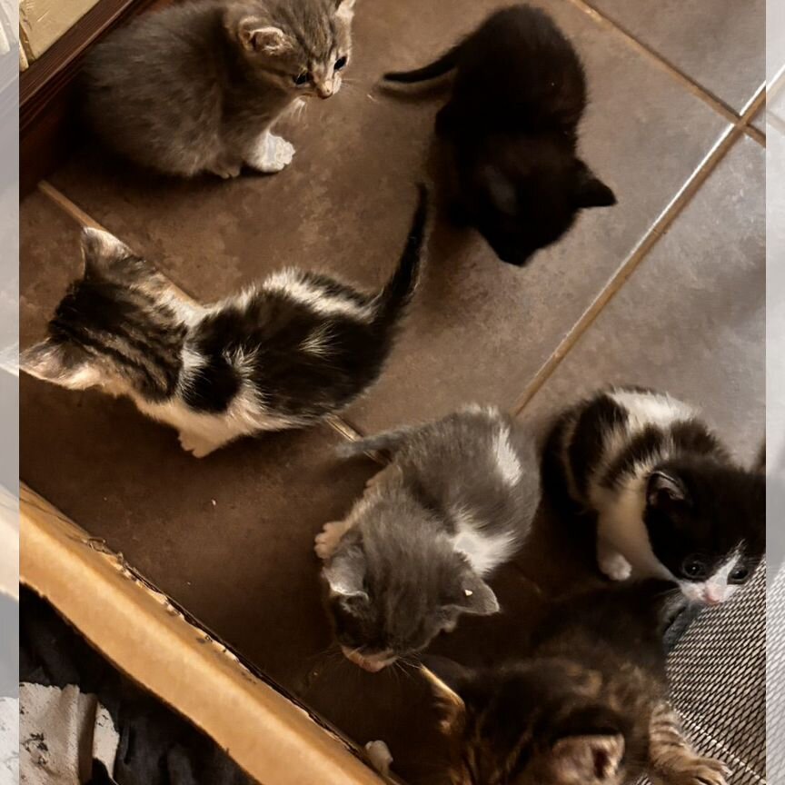 Котятки ищут дом