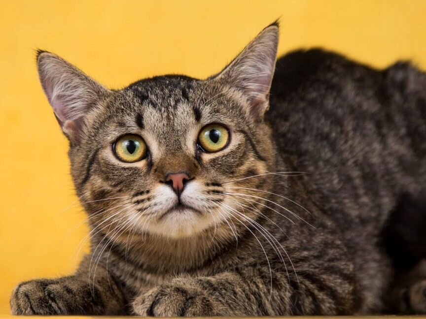 Котёнок 4.5 мес