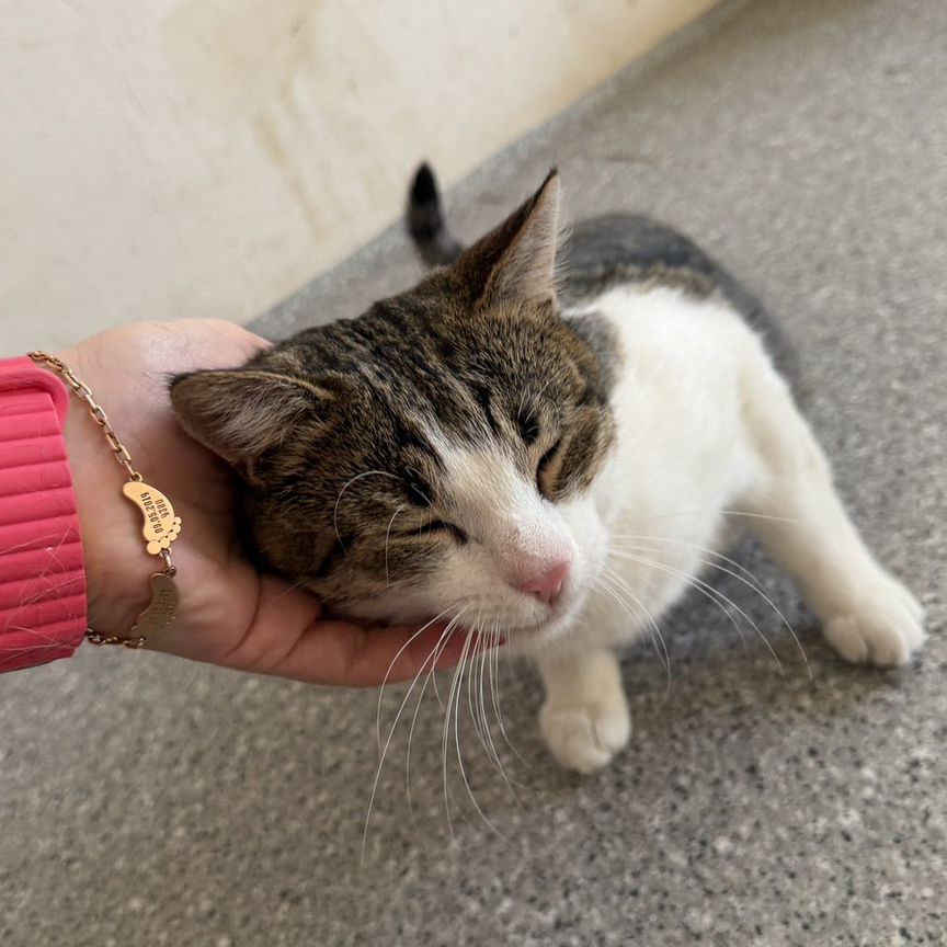 Взрослый кот в добрые руки