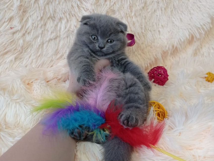 Шотландские котята