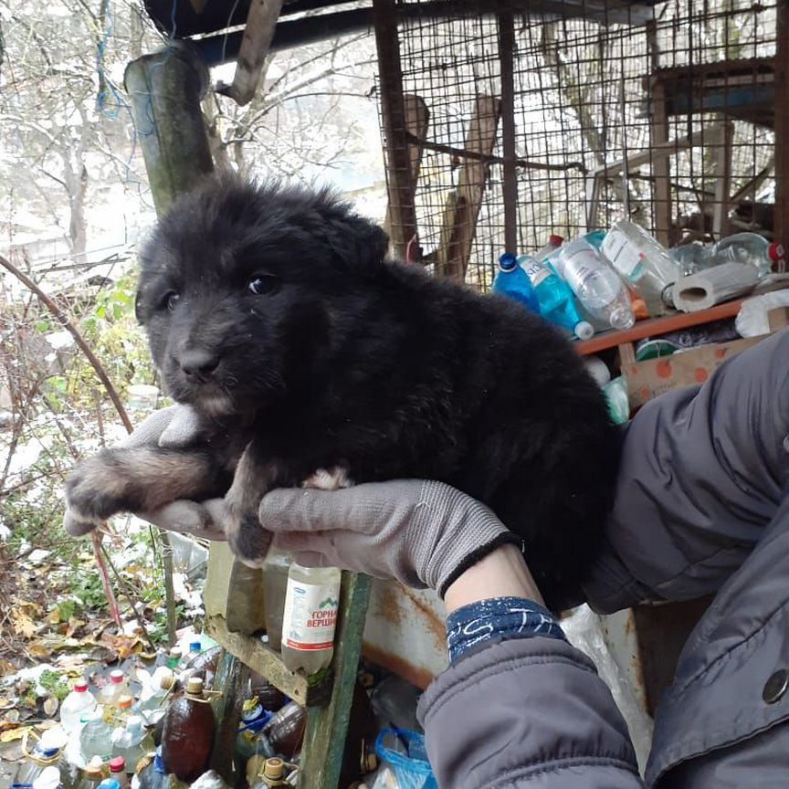 Щенок в беде