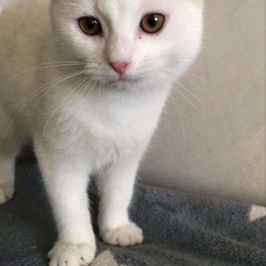 Котята 4мес