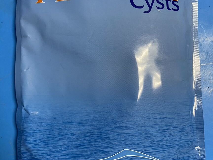 Артемия цисты