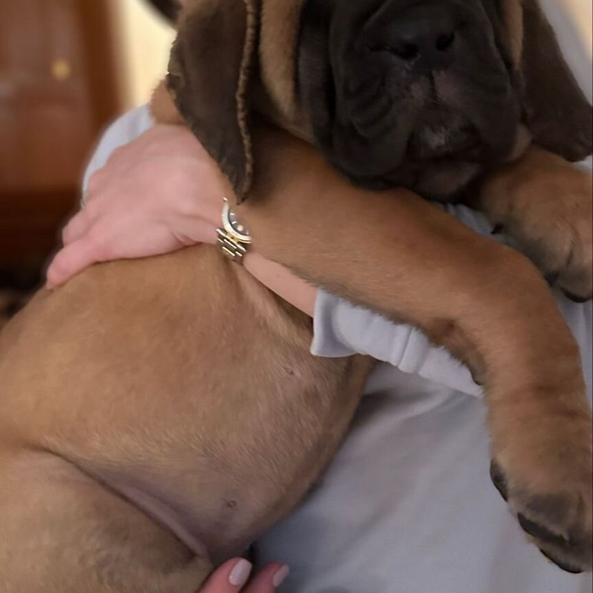 Щенок английского мастифа