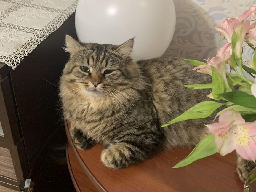 Сибирский кот