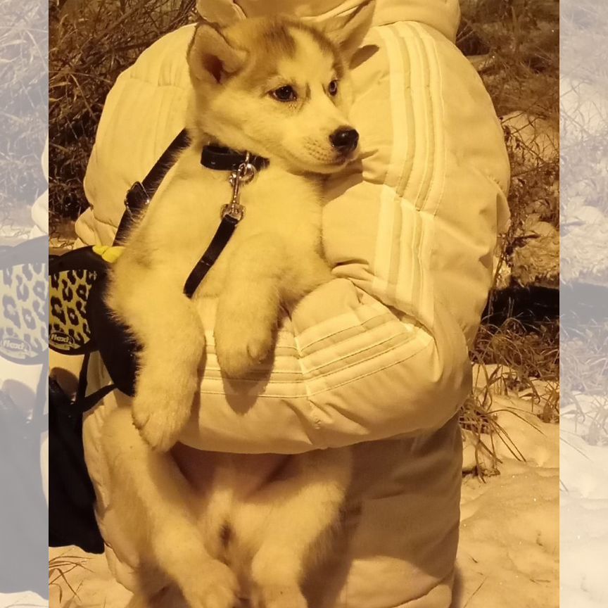 Собаки