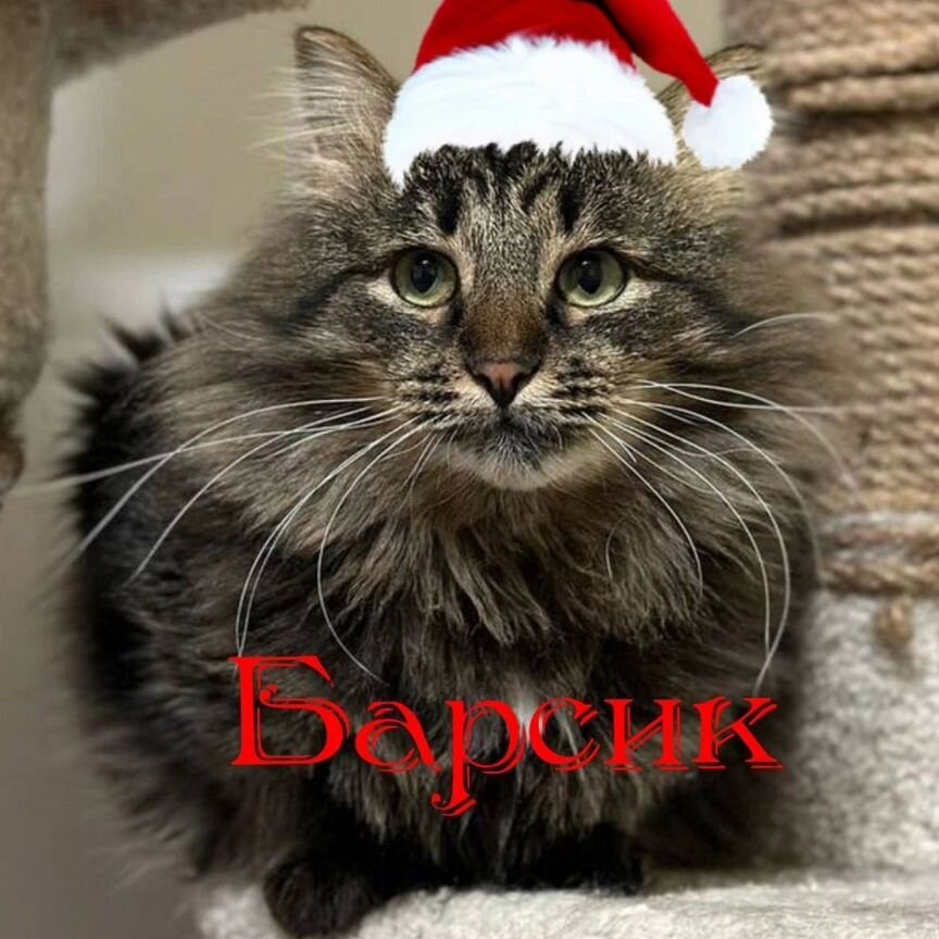 Кошки и коты