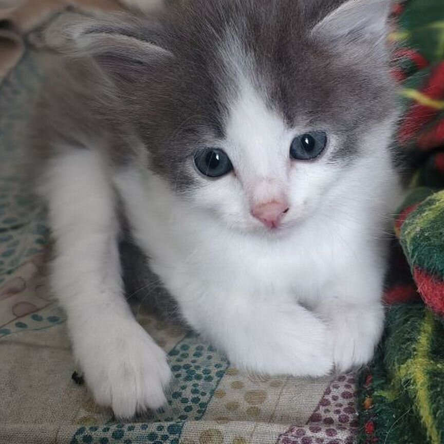 Котёнок в добрые руки