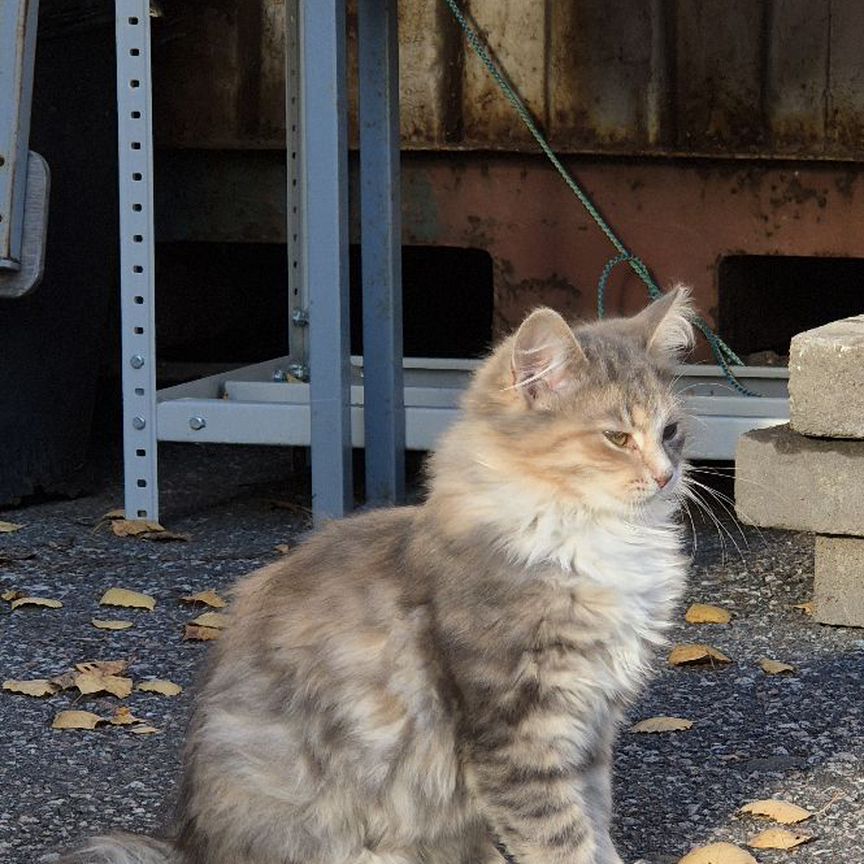 Котята в добрые руки бесплатно