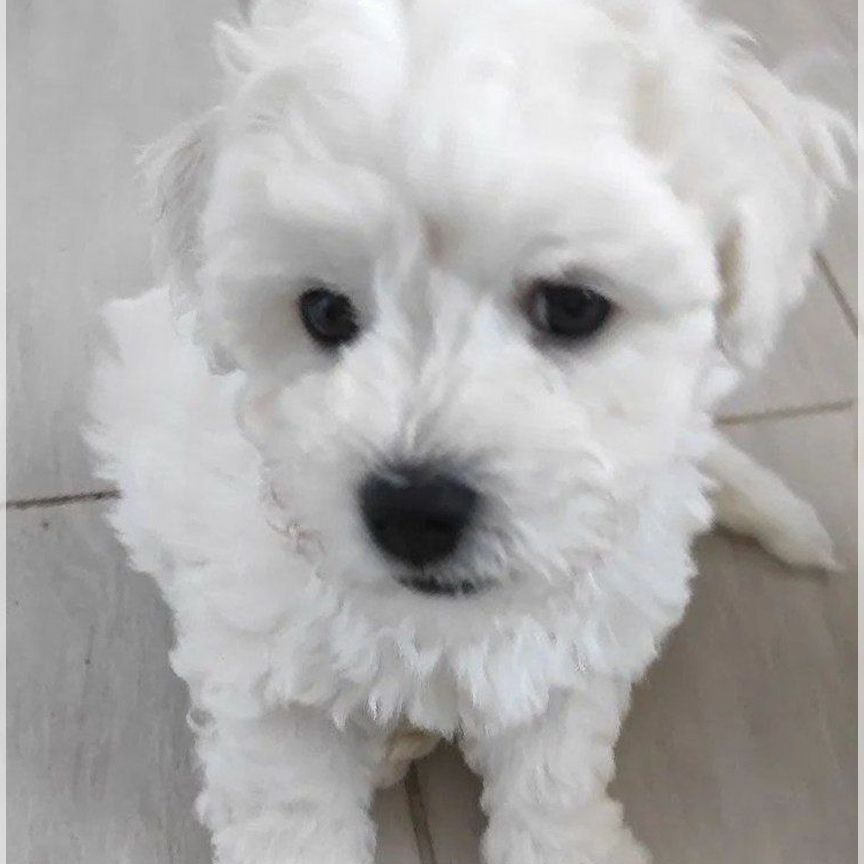 Щенки бишон фризе