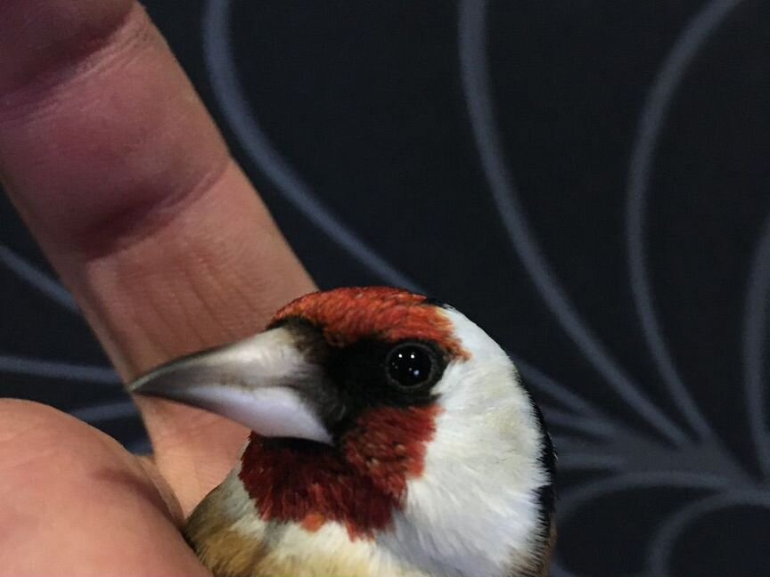 Щеглы Чижики Реплы