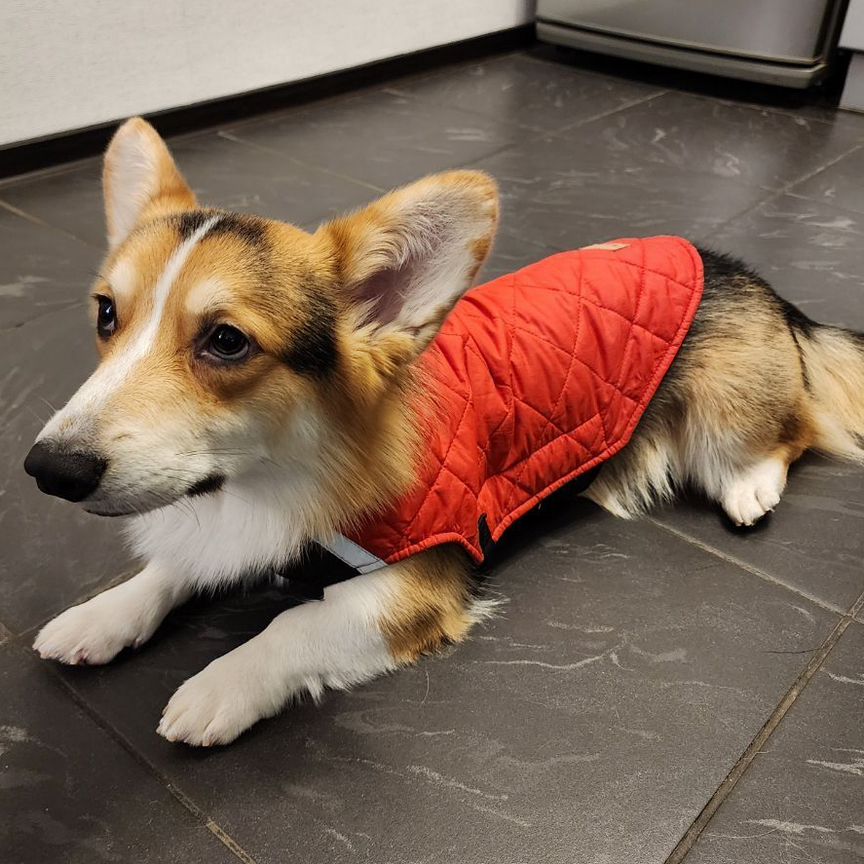 Жилет для собак утепленный