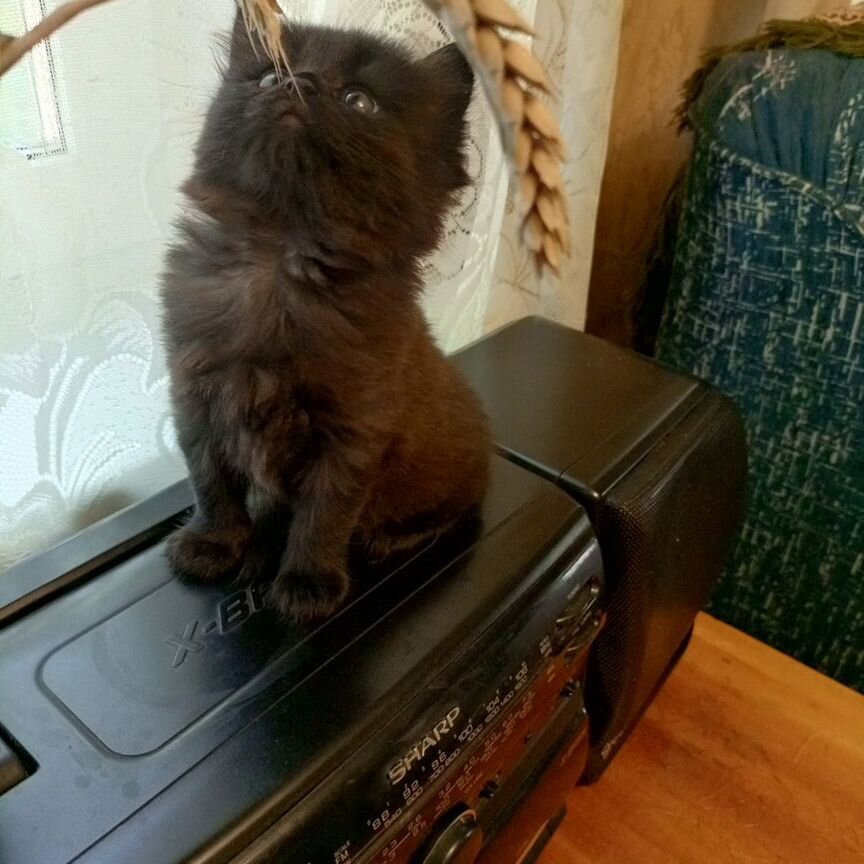 Маленькие котята ищут маму и папу