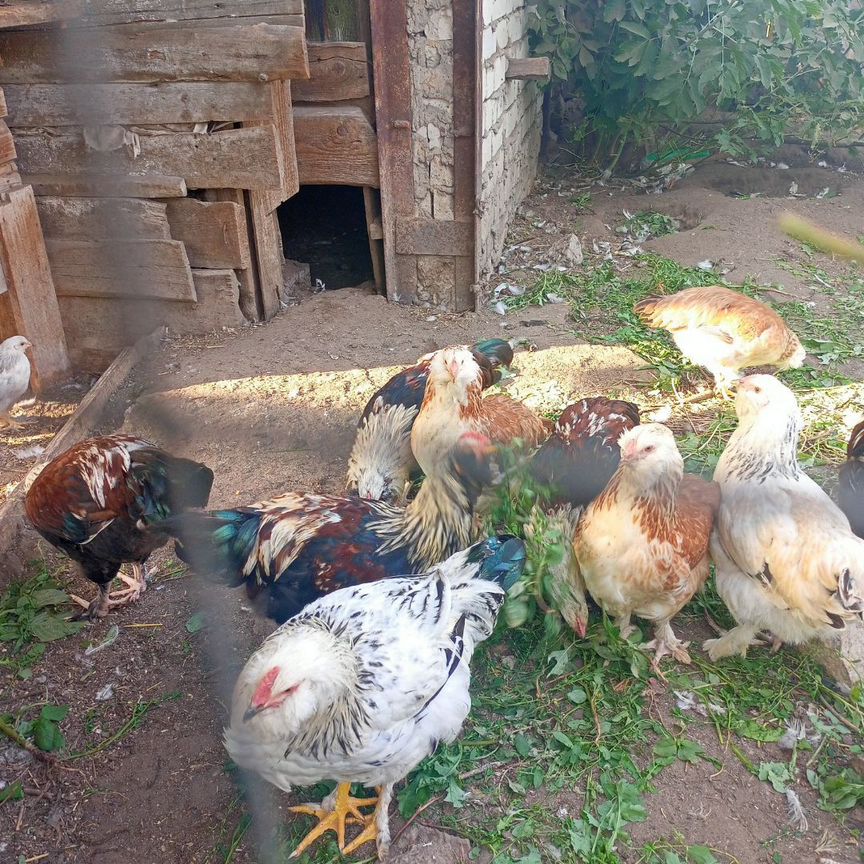 Куры молодки