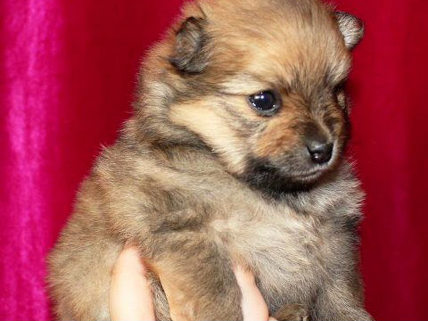 Шпиц (внеплан) для души