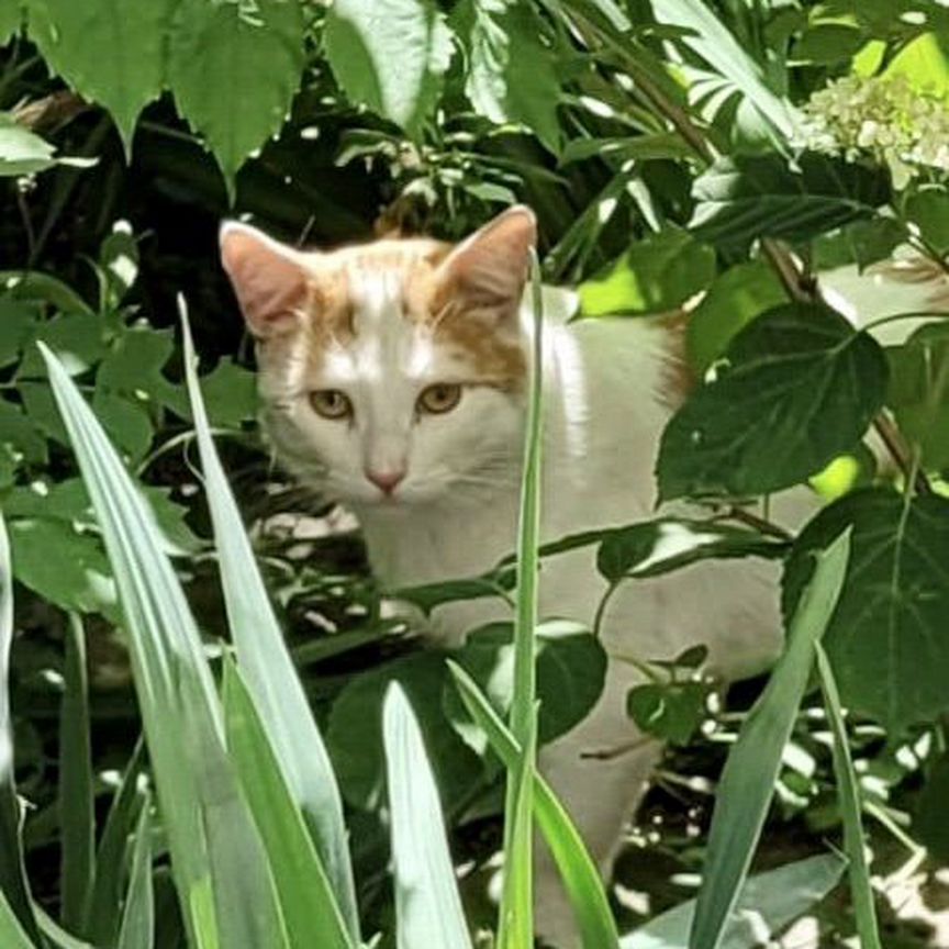 Котика выбросили на улицу