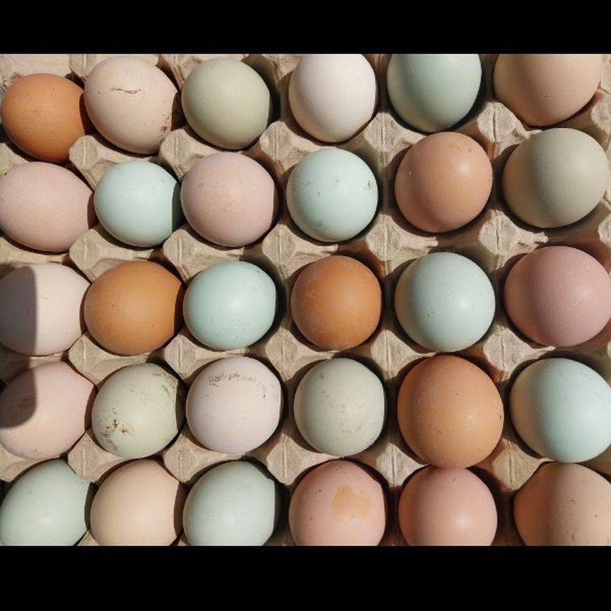 Яйцо, цыплята, мясо