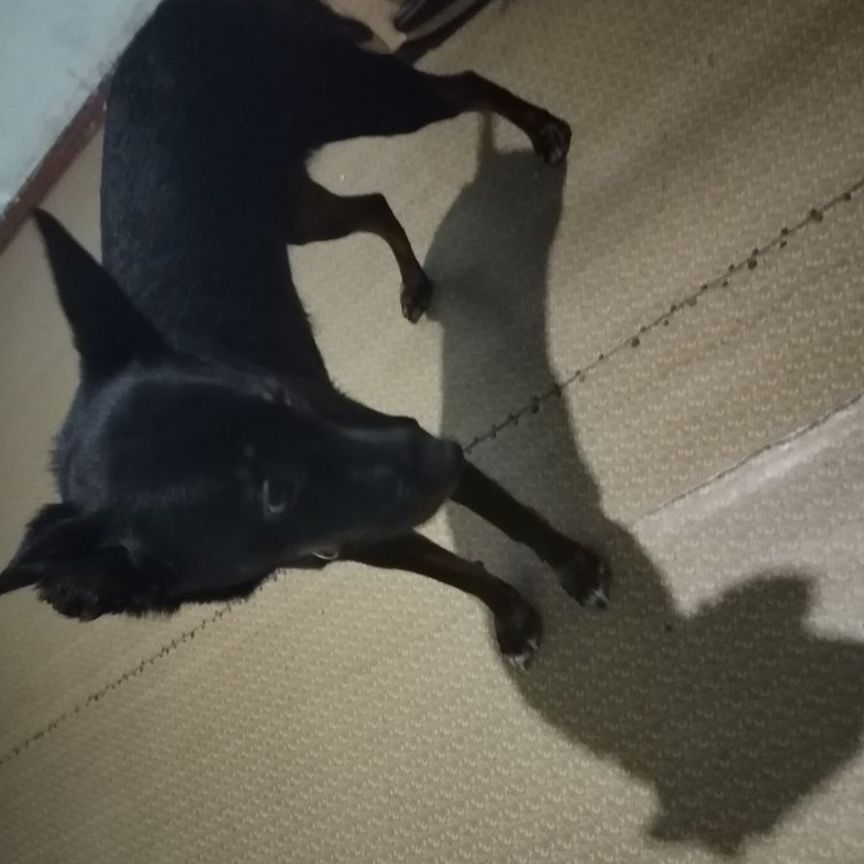 Доберман, щенок