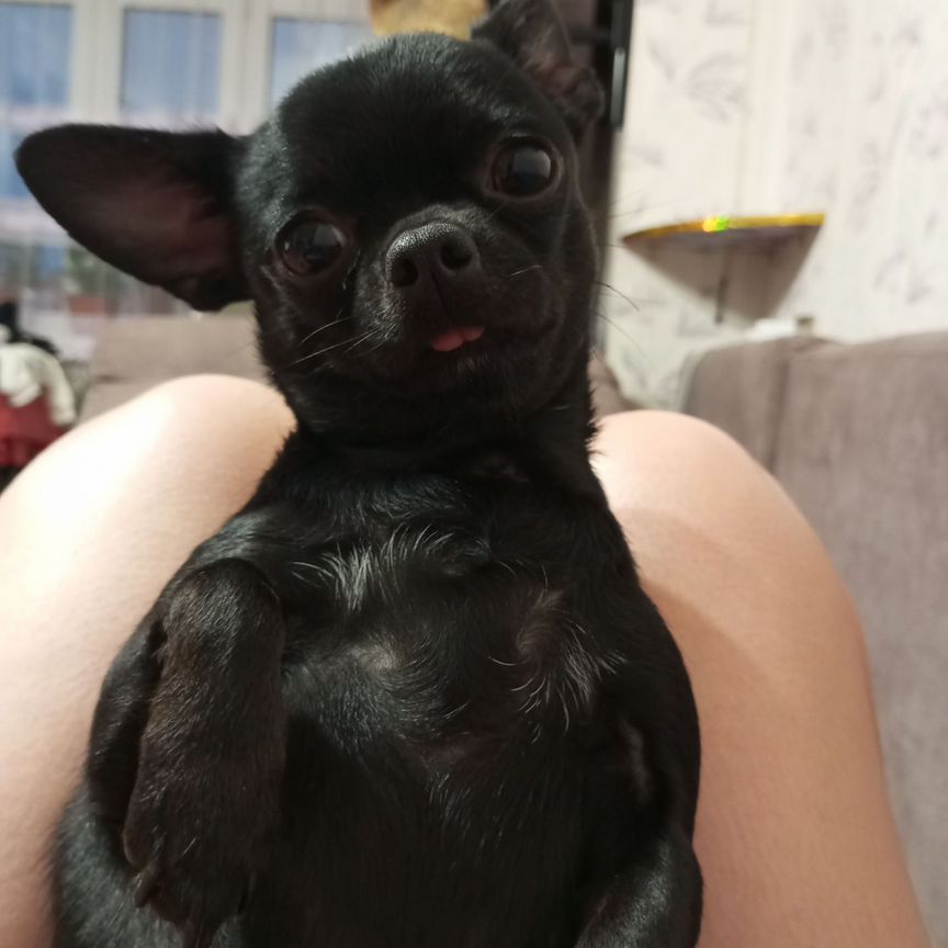 Чихуахуа мини