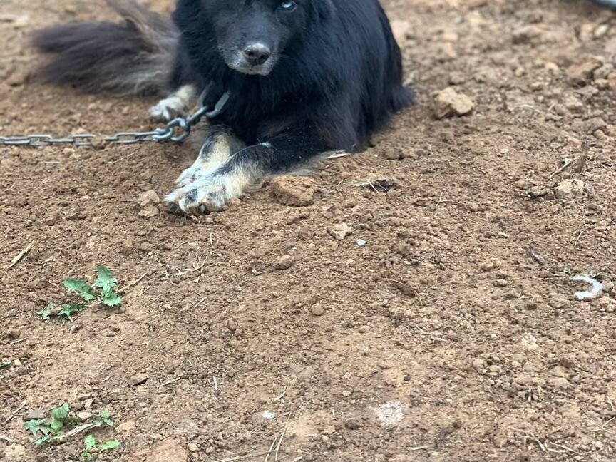 Добрейшей собаке нужен человек