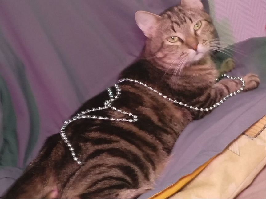 Котик плохослышащий