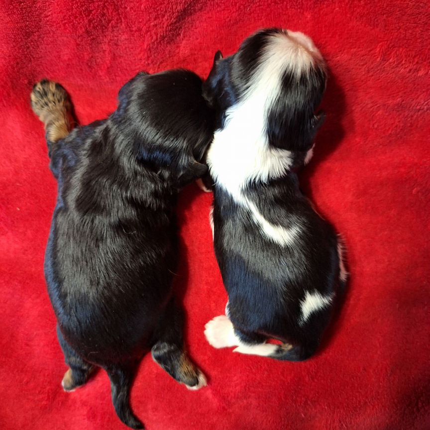 Мальчики кавалер кинг чарлз спаниель