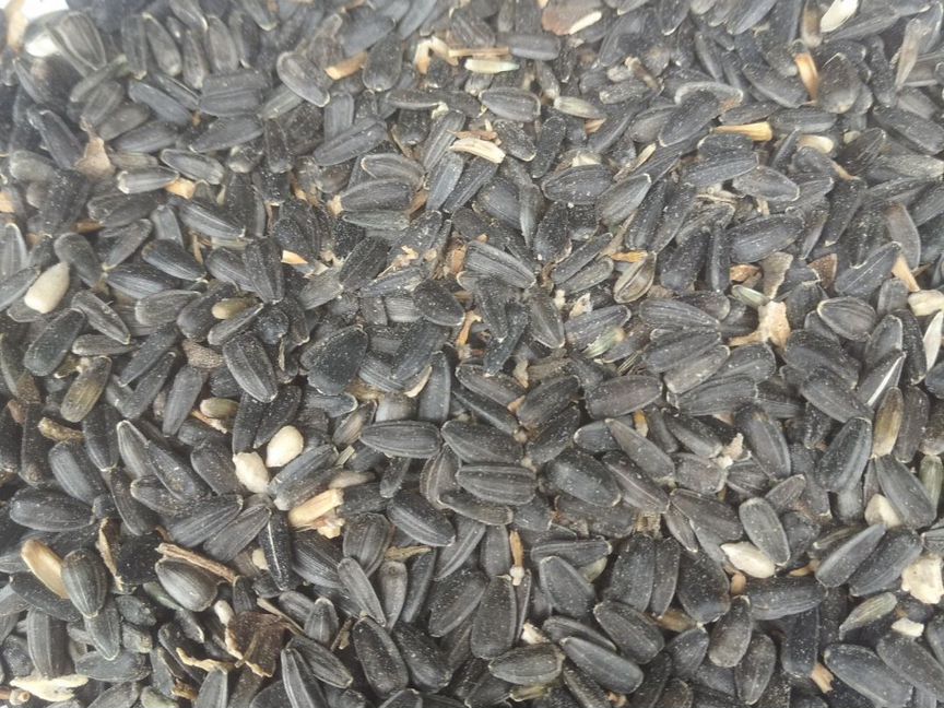 Семечки подсолнечника для птиц