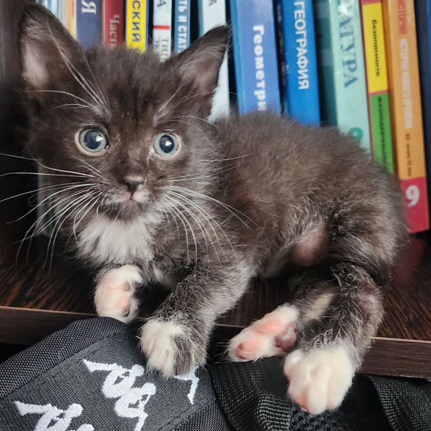 Котёнок в добрые руки