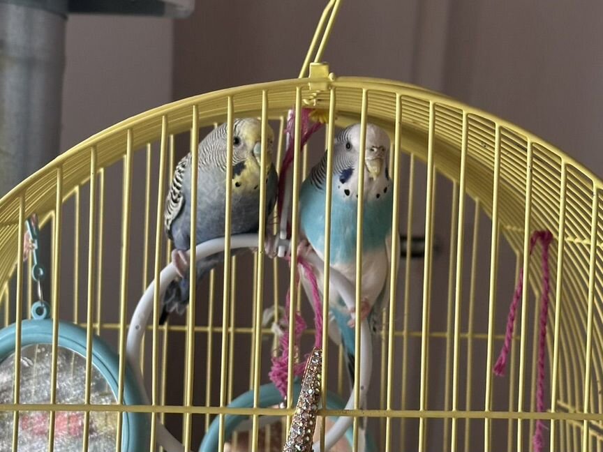 Волнистый попугай