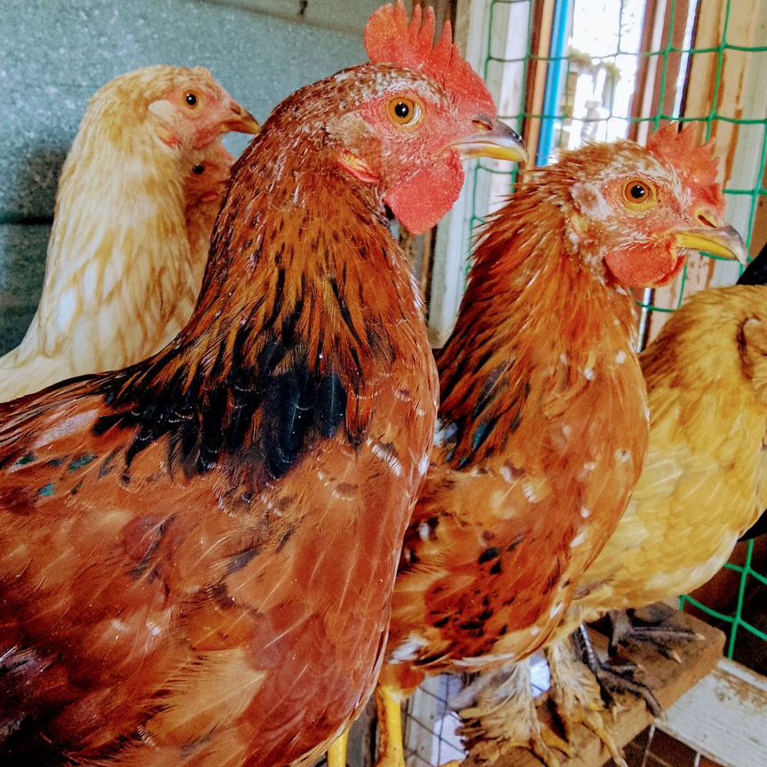 Петушки-красавчики