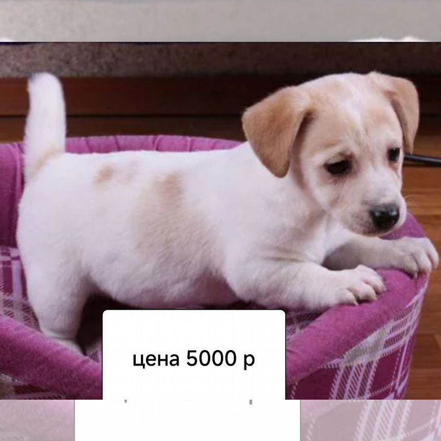 Щенок в добрые руки