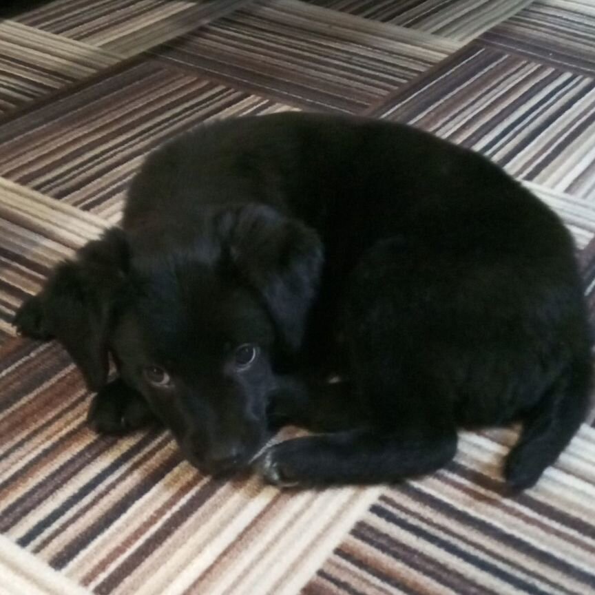 Лабрадор-ретривер, щенок