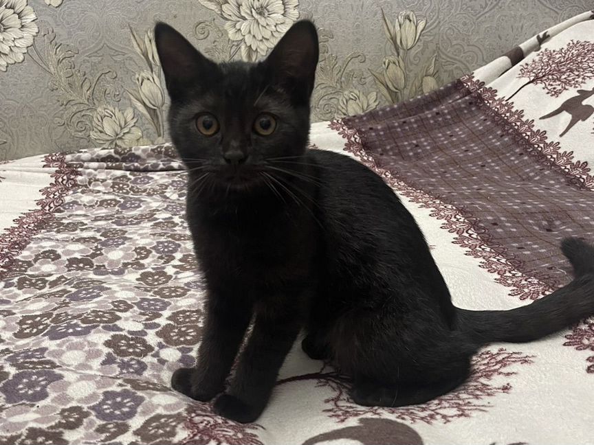 Британская кошка
